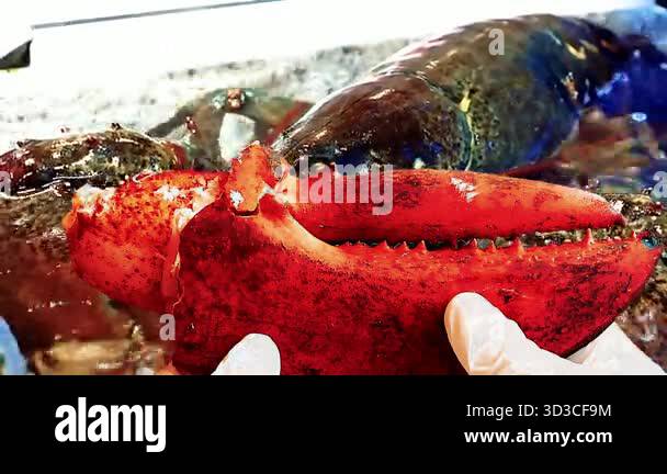 Fresh lobster tender meat showcased with live lobster footage in the ...