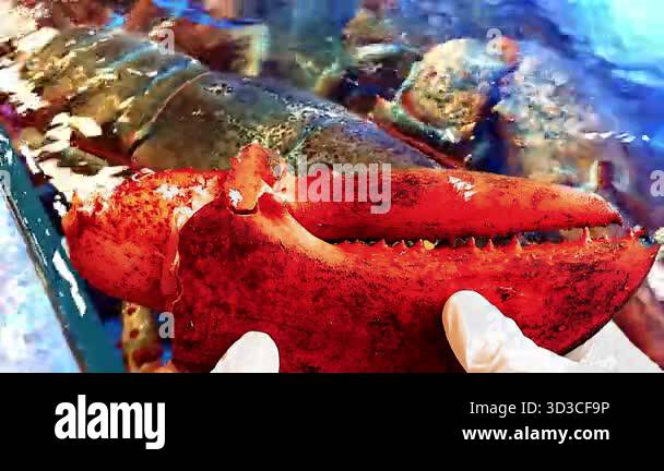 Fresh lobster tender meat showcased with live lobster footage in the ...