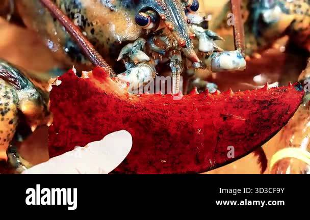 Fresh lobster tender meat showcased with live lobster footage in the ...