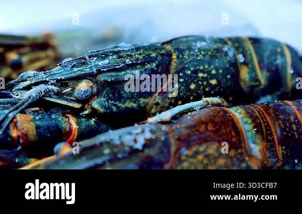 Raw Crawfish - Fresh Live Crayfish freshly caught live crawfish ...