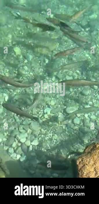 Underwater view reveals fish gliding over a rocky riverbed ...