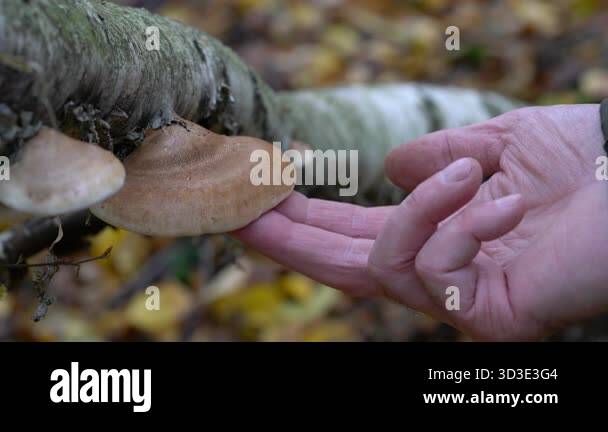 Birch Polypore on dry birch tree (Fomitopsis betulina Stock Video ...