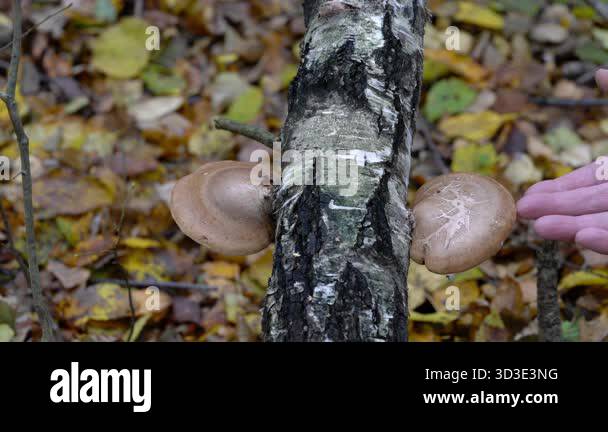 Birch Polypore on dry birch tree (Fomitopsis betulina Stock Video ...