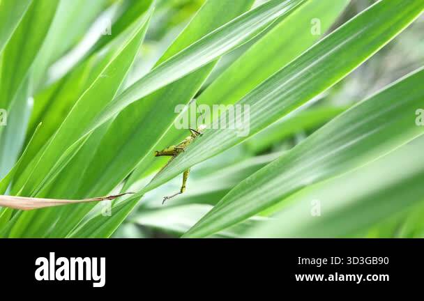 Grasshopper climbing vibrant green leaves Stock Videos & Footage - HD ...