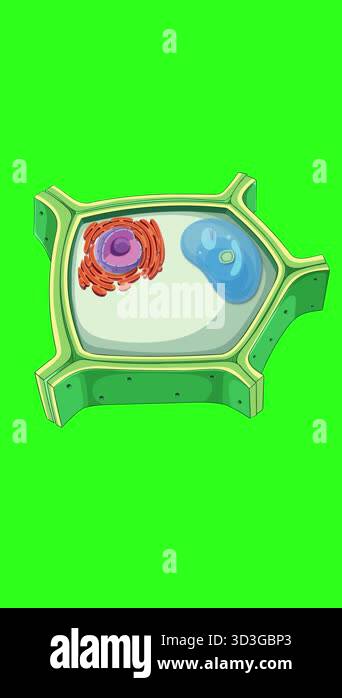 Animation illustrating plant cell structure with focus on chloroplasts ...