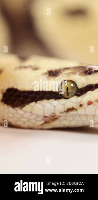 A corn snake is observed in a controlled setting, highlighting its ...