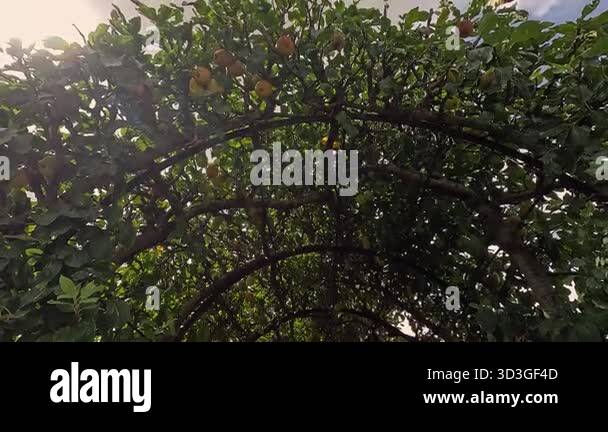Trellis apple tree Stock Videos & Footage - HD and 4K Video Clips - Alamy