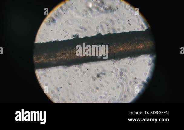 Optical microscope view of a single human hair fiber with a focus pull ...