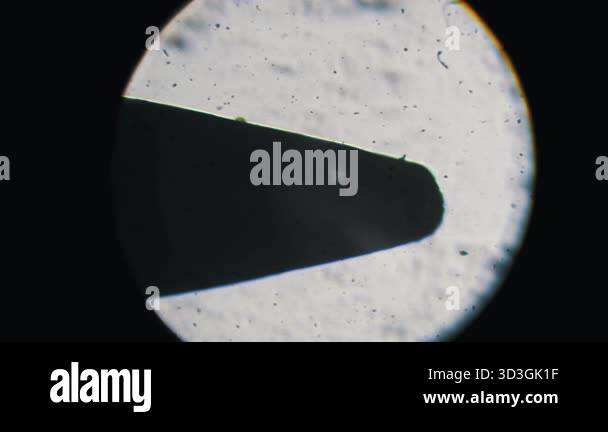Microscopic view of a needle tip silhouette at high magnification. The ...