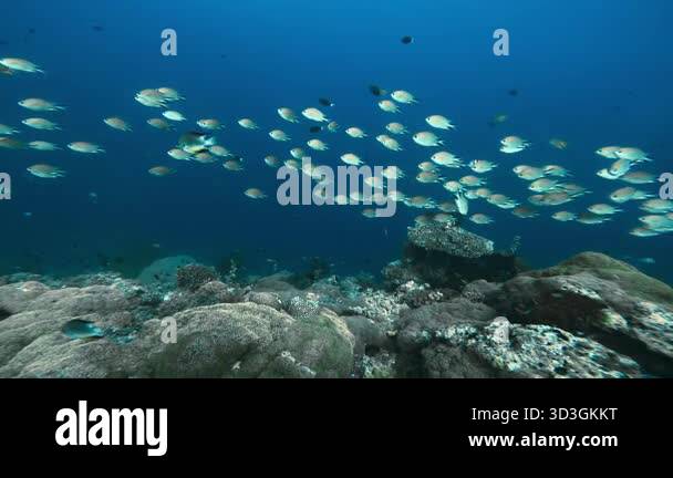 Beautiful Fishes Swimming at Coral Reef in Blue Salt Water of Tropic ...