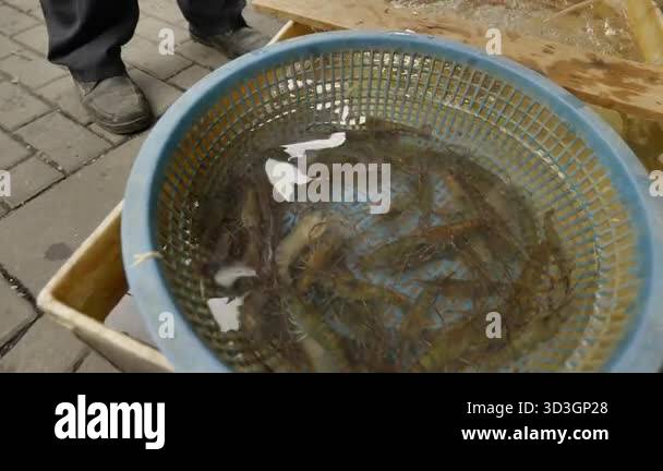live fresh water shrimps sold in seafood market, Suzhou China. High ...