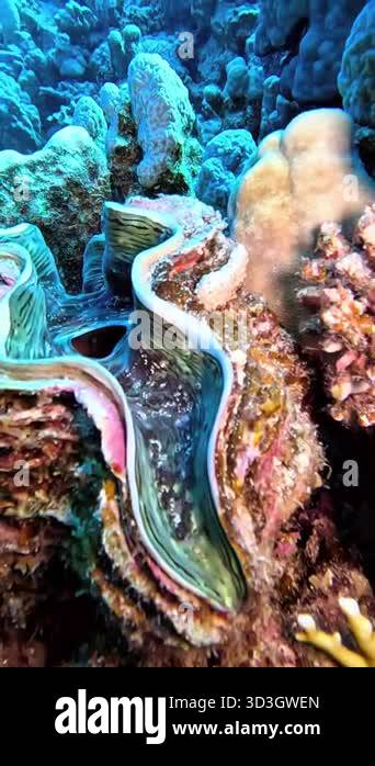 Common giant clam tridacna maxima Stock Videos & Footage - HD and 4K ...