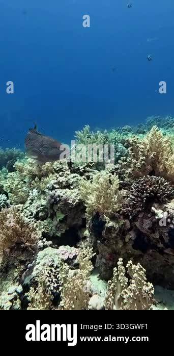 Lyretail grouper. (Variola louti)Taking in Red Sea, Egypt Stock Video ...