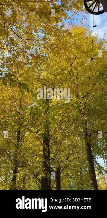 Yellow autumn leaves sway quietly in the wind on a branch. High quality 4k footage Stock Video ...