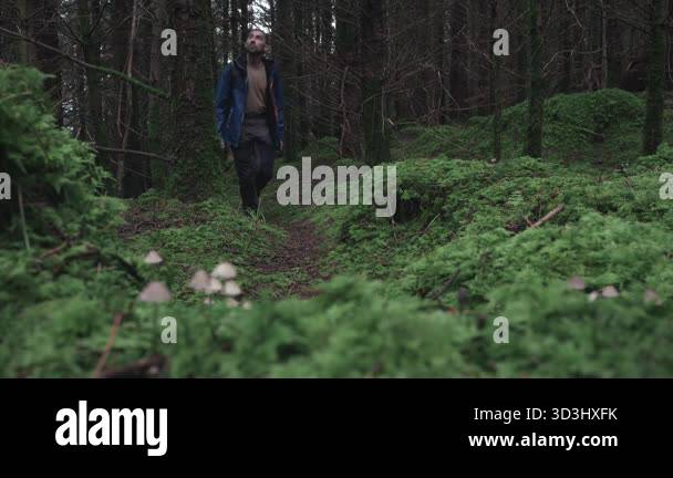 Wander through a serene forest setting, where every step reveals ...