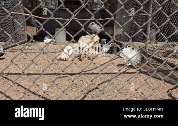 A group of chickens, including both hens and a rooster, are seen inside ...