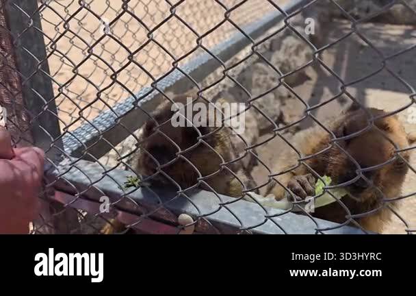 A rock hyrax feeds on greenery while sitting inside a fenced zoo ...