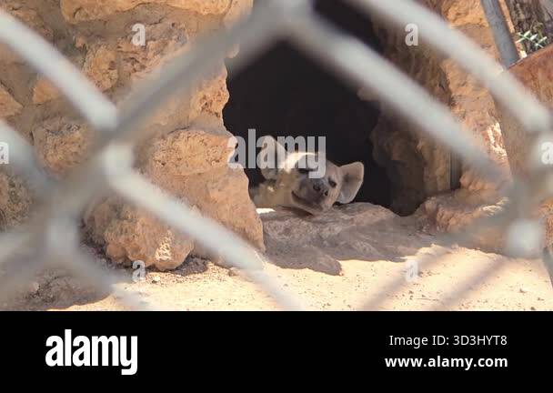 A spotted hyena relaxes in the shade at the entrance of its den inside ...