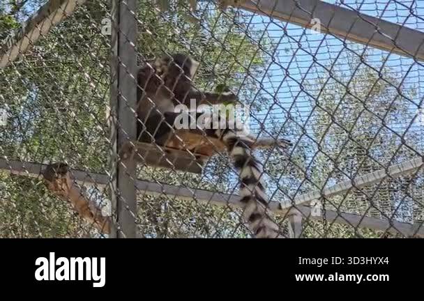 A ring-tailed lemur is seen sitting in a fenced enclosure, holding onto ...