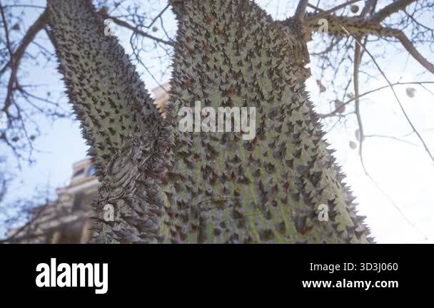 Spiny trunk of ceiba tree in torrevieja, spain, showcasing distinctive ...
