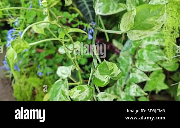 famous houseplants variegata pothos leafy vine climbing around the ...