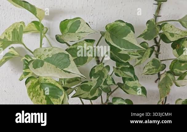 famous houseplants variegata pothos leafy vine climbing around the ...