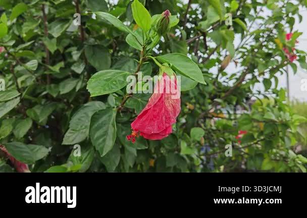 half dying folded red hibiscus rosa sinensis petals flower on its stamen Stock Video Footage - Alamy