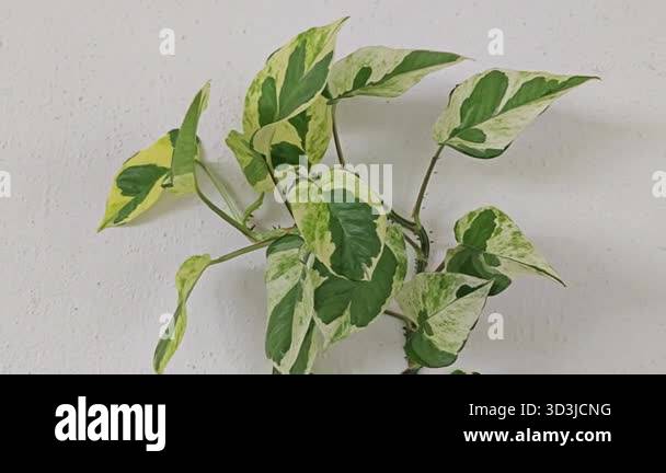famous houseplants variegata pothos leafy vine climbing around the ...