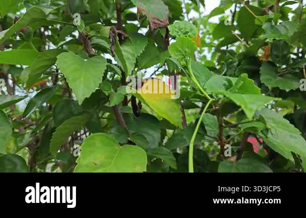 half dying folded red hibiscus rosa sinensis petals flower on its ...