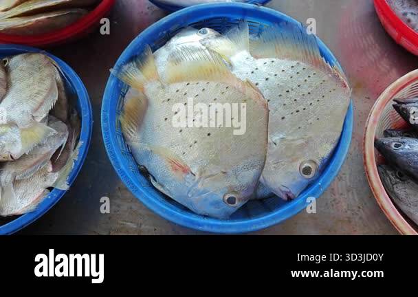 Display of fresh spotted sicklefishes in the plastic containers for ...