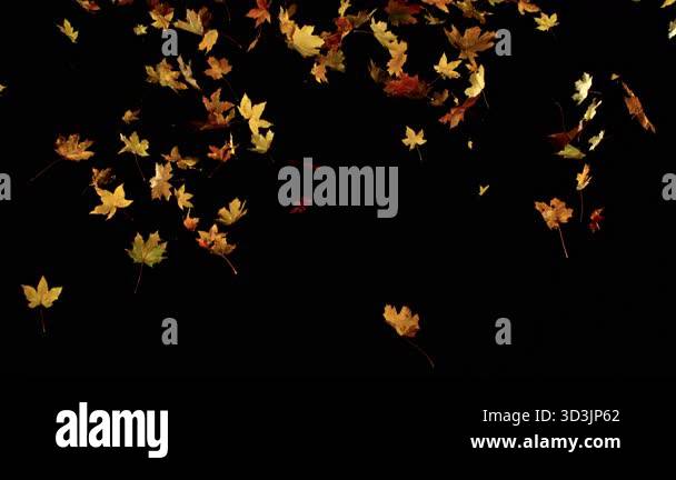Super Slow Motion Falling Autumn Maple Leaves. Isolated on Black ...