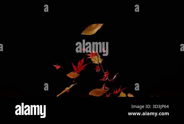 Super Slow Motion Autumn Leaves Falling Mix of Maple and Beech ...