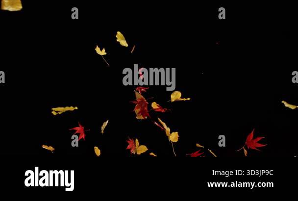Super Slow Motion Autumn Leaves Falling Mix of Maple and Beech ...