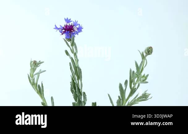 Pretty flower of the mountain knapweed plant, Cyanus semidecurrens ...