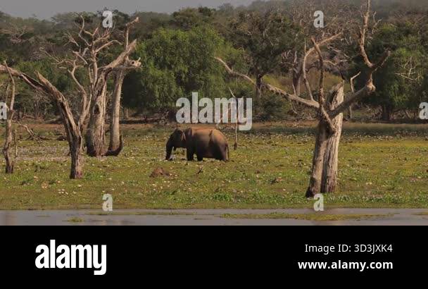 An elephant strolls through a swamp in Yala National Park, Sri Lanka ...