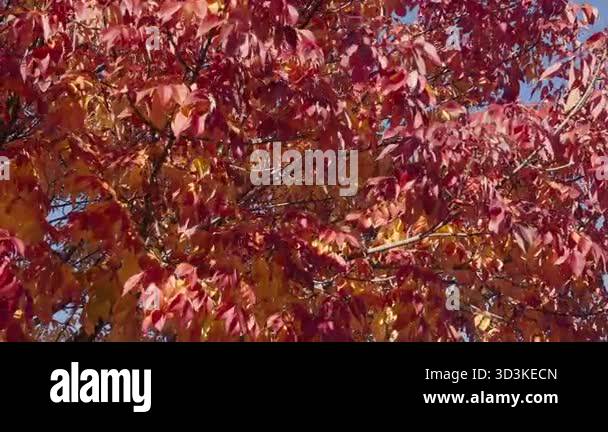 Autumn red leaves. Leaves red color. Nature fall beauty. Fall season ...