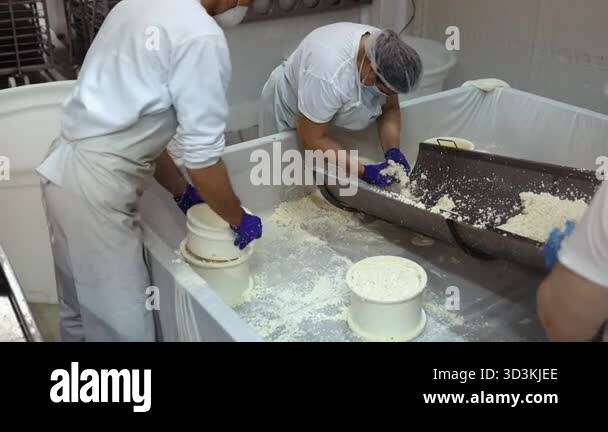 Professional cheesemakers working in a dairy factory, putting fresh ...