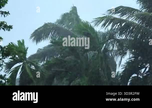 Palm trees blowing in a cyclone Stock Videos & Footage - HD and 4K ...