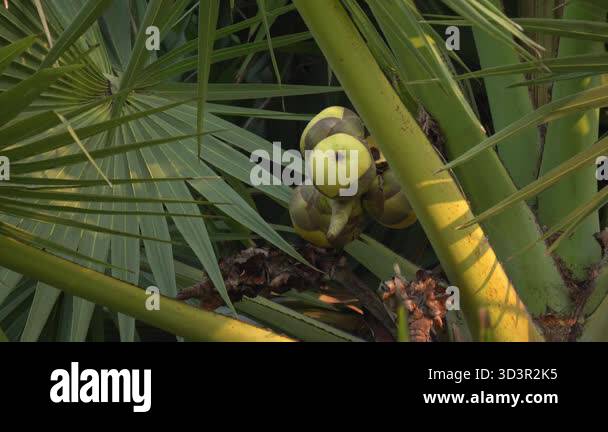 Fresh ripe Asian palmyra palm fruits hanging on tree. Also known as Tal ...