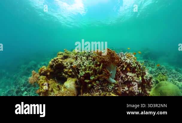 Beautiful diverse coral reefs tropical Stock Videos & Footage - HD and ...
