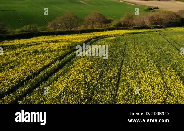 Pathway through oilseed field Stock Videos & Footage - HD and 4K Video ...