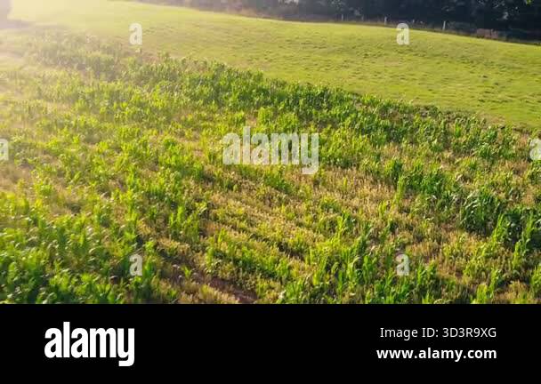 Corn maize fields in British countryside warm sunshine wide zoom drone ...