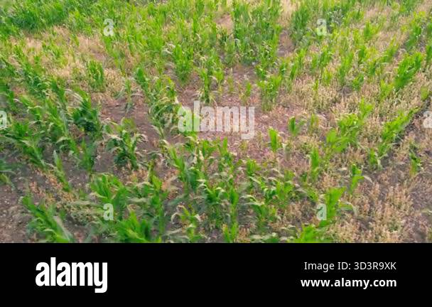 Rows of corn maize fields in British countryside wide 4k drone aerial ...
