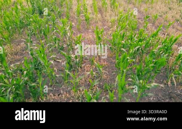 Corn maize fields in British countryside medium 4k drone aerial ...