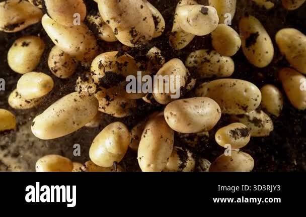 Super Slow Motion Shot of Potatoes Exploded From the Ground Towards ...
