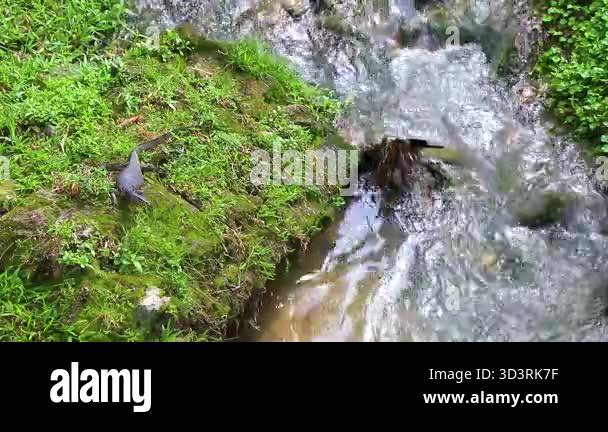 Large monitor lizard walks along tropical river in Patong Beach Kathu ...