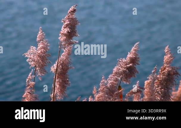 Common reed grass swaying in a gentle breeze with a calm blue lake in ...