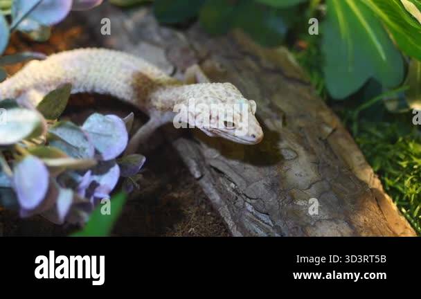 A gecko moves around its natural environment, surrounded by plants ...