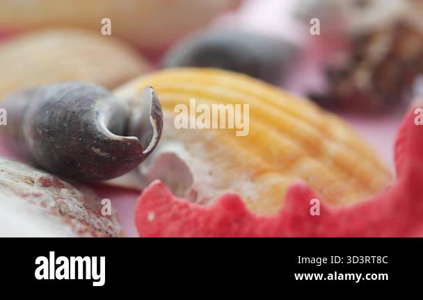 Sea shells variety from Stock Videos & Footage - HD and 4K Video Clips ...