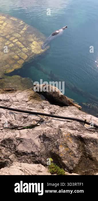 Seals in Magdalena Park in Santander, Spain, relaxing near the water in ...